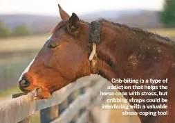 All you need to know about crib-biting - PressReader