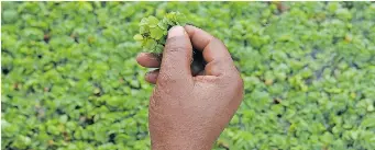 How KZN is deadling with invasive alien plant species | Daily News ...