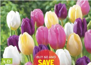Popular Bargain Flag Tulip Collection - PressReader