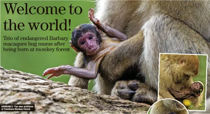 Welcome to the world! - PressReader