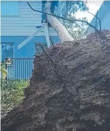 Storm damage tree risk - PressReader