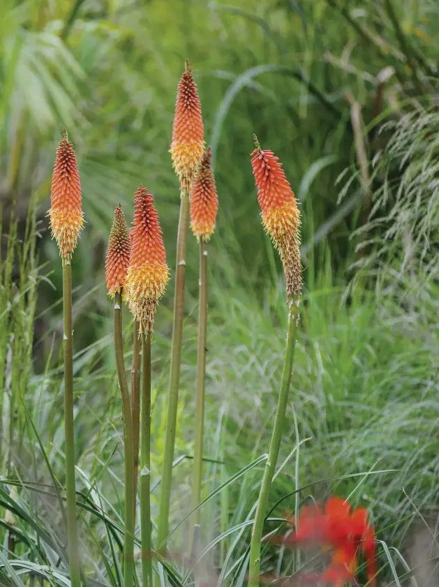 Plant profile: kniphofia - PressReader