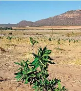 DROOGTE KOS WES-KAAP R14 MILJARD - PressReader