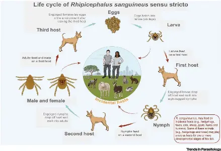 Understand­ing Tick-Borne Diseases in Dogs What Fiji Dog Owners Need to ...