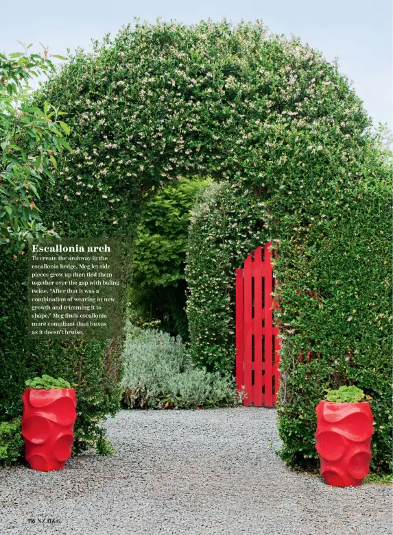 Escallonia arch - PressReader