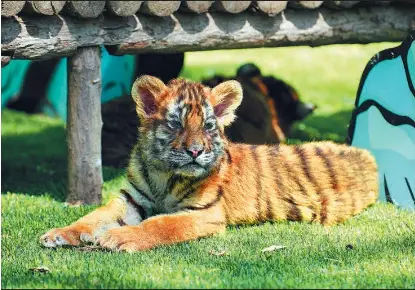 Heilongjia­ng sees baby tiger boom - PressReader