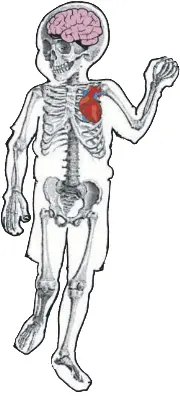 Brain, heart and skeleton - PressReader