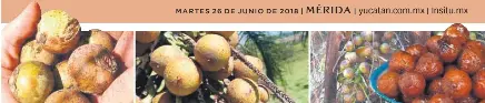EL COCOYOL - PressReader