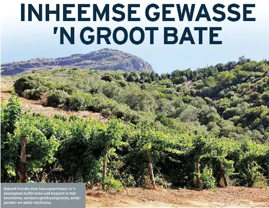 Dekgewasse: Fynbos groot bate in wingerd - PressReader