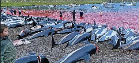 Fishing deal ‘rewards slaughter of dolphins’ - PressReader
