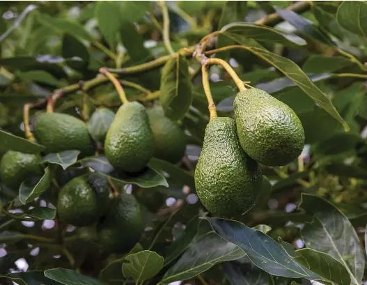Science leads charge to solve avocado challenges - PressReader