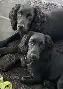 REUNITING DOGS WITHTHEIR OWNERS | Shooting Times & Country Magazine ...