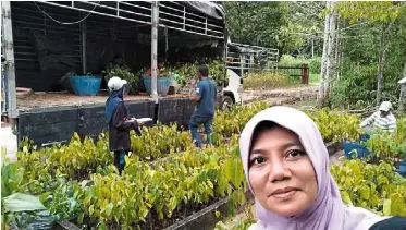 Saving Malaysian jungle trees - PressReader