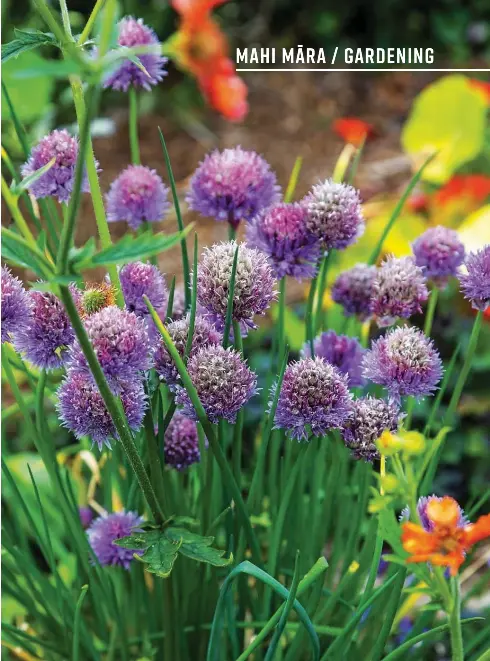 WHAT TO DO IN THE GARDEN THIS WEEK - PressReader