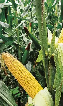 Kalium, swael en boor: Hoedié3ele­mente jou opbrengs bepaal - PressReader