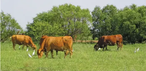 Beefmaster - PressReader