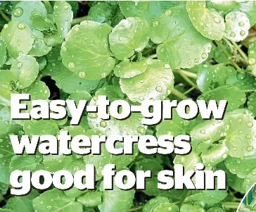 Easy-to-grow watercress good for skin - PressReader