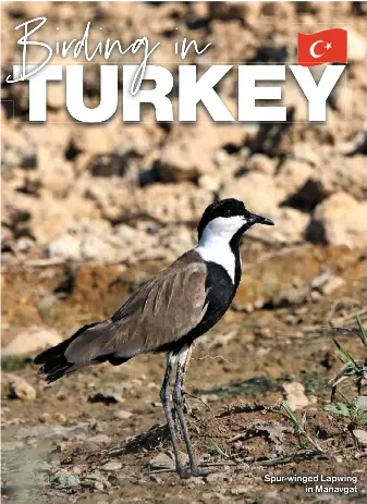 Birding in TURKEY - PressReader