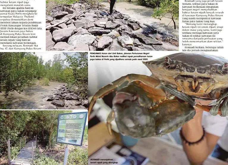 ‘PENYERI’ PAYA TERANCAM - PressReader