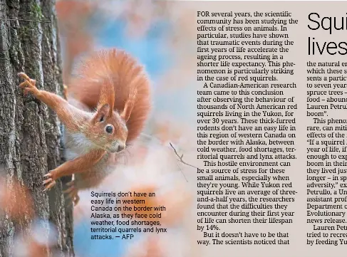Squirrels live shorter lives when stressed - PressReader