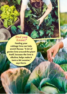 Cabbage CARE - PressReader