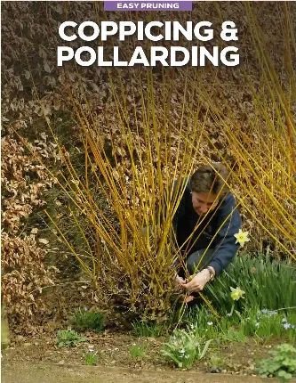 COPPICING & POLLARDING - PressReader