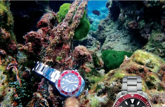 Spotlight: Under the Sea - PressReader