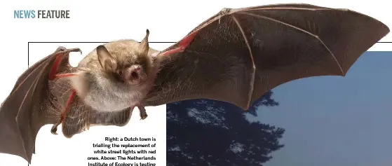Bats and light pollution - PressReader