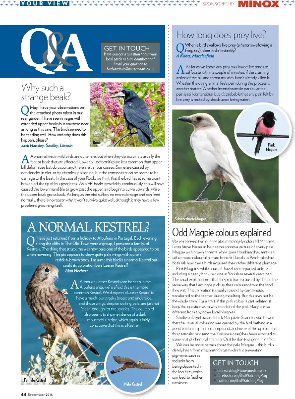 Odd Magpie colours explained - PressReader