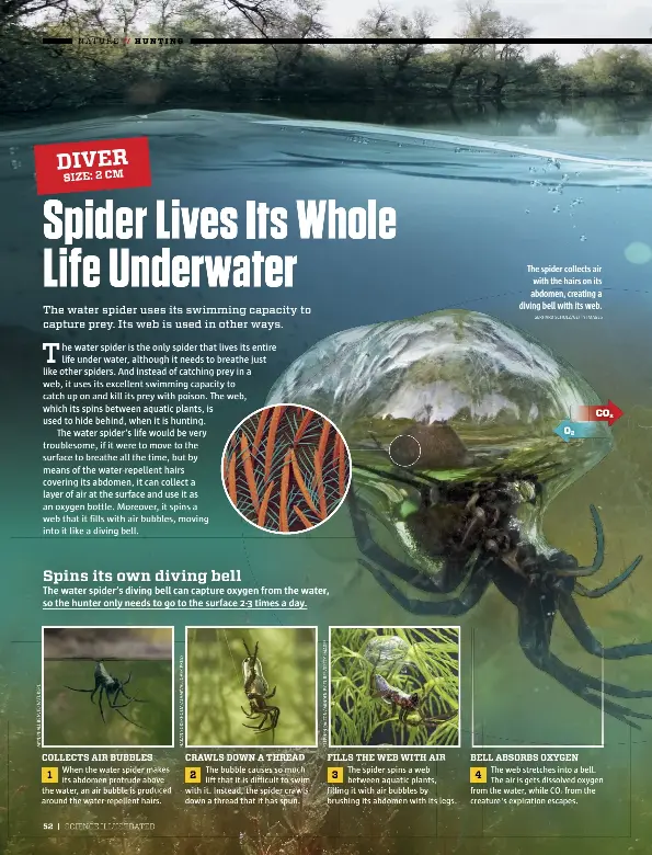 Spider Lives Its Whole Life Underwater - PressReader