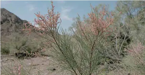 AL ATHEL A SOURCE OF TRADITIONA­L MEDICINE - PressReader