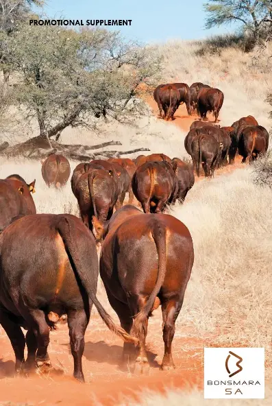 Bonsmara - PressReader