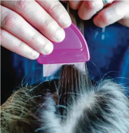 Head lice outbreak: Tips for prevention and treatment - PressReader
