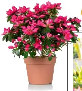 ADORABLE AZALEAS - PressReader