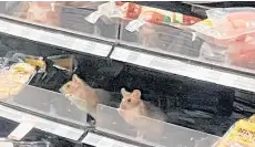 Mouse in deli, rats in aisles: Shock for supermarke­t giant - PressReader