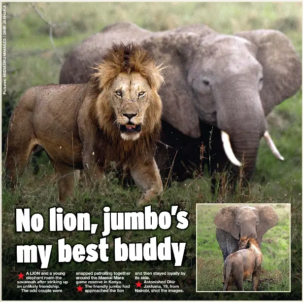 No lion, jumbo’s my best buddy - PressReader
