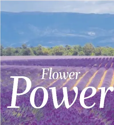 Power Flower - PressReader