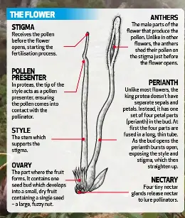 THE FLOWER - PressReader
