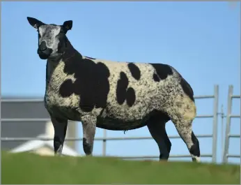 Diamond Stars to the Future - PressReader