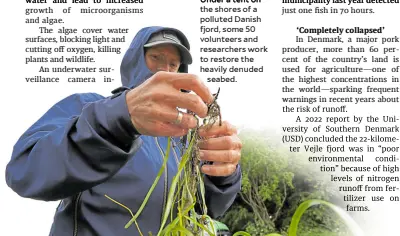 UNDERWATER GARDENERS PLANT EELGRASS TO SAVE ‘DEAD’ DANISH FJORD ...