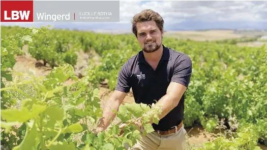 Jong wynboer toor met geure - PressReader