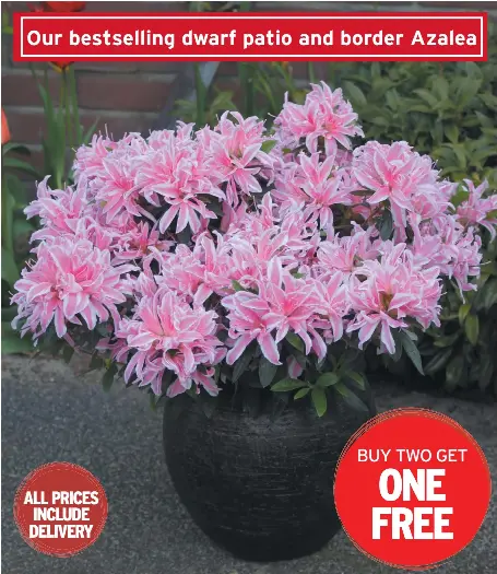 Evergreen Dwarf Azalea Pink Spider - PressReader