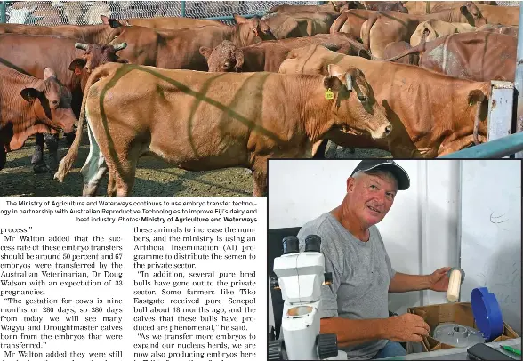 Ministry uses biotechnol­ogy to improve cattle breeds in Fiji - PressReader