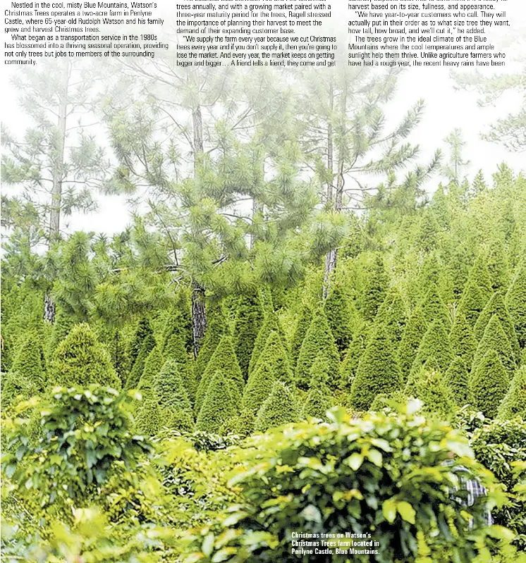 Watson’s Christmas Trees - PressReader