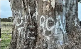 Vandals damage Indigenous birthing tree sacred to Victoria’s Djab ...
