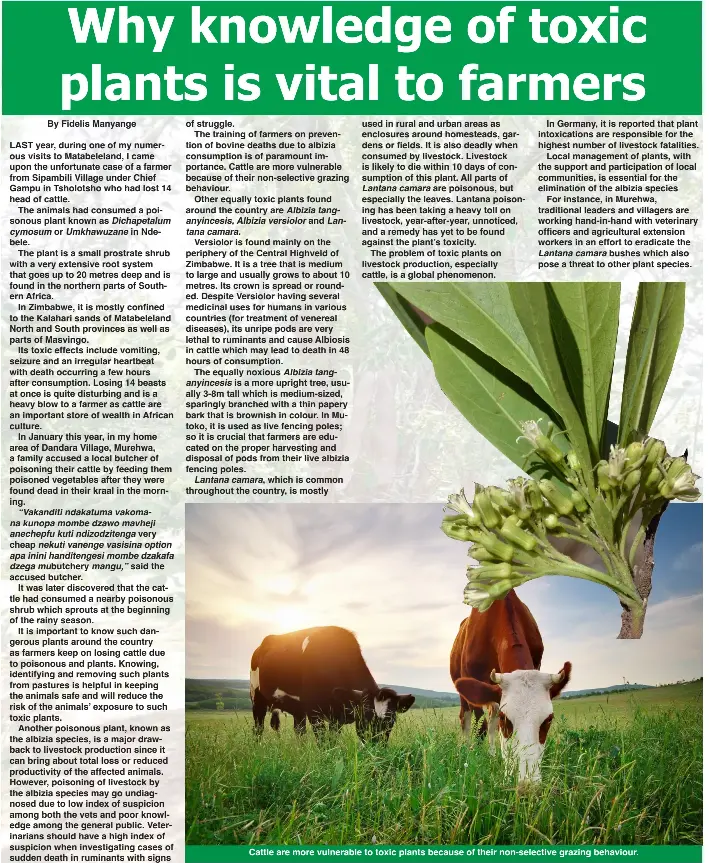 Why knowledge of toxic plants is vital to farmers - PressReader