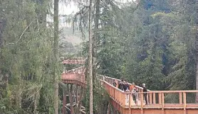 Treetop walk in Dublin - PressReader