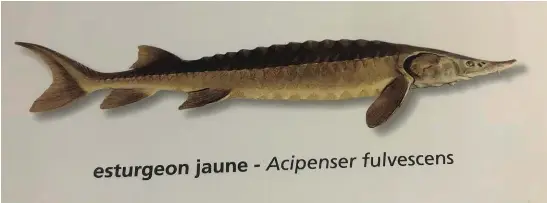 Wildlife ups and downs - PressReader