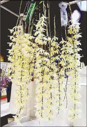 Sanggumay - PressReader