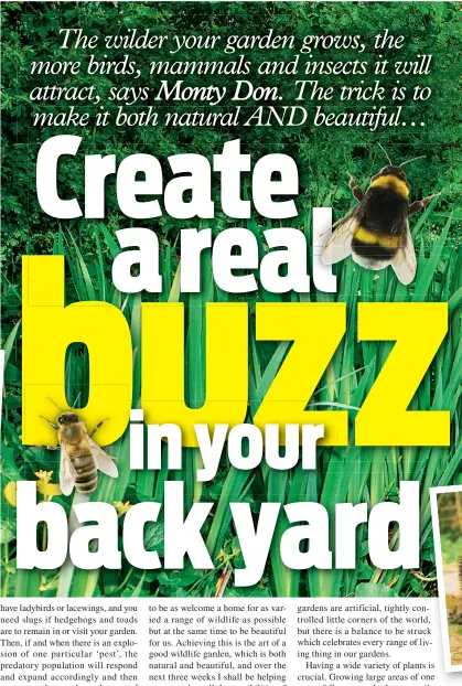 Create buzz a real in your back yard - PressReader